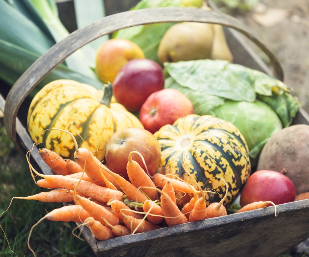 What is intercropping? Tips from an experienced vegetable grower ...