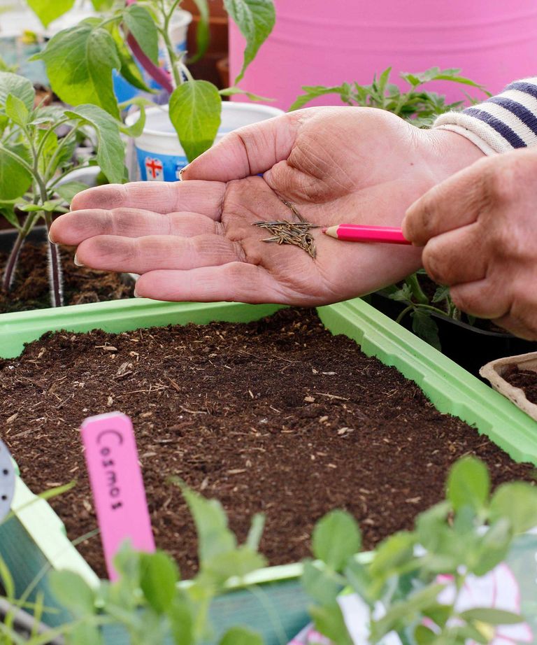When to plant cosmos seeds: experts share their timing tips | Homes and ...