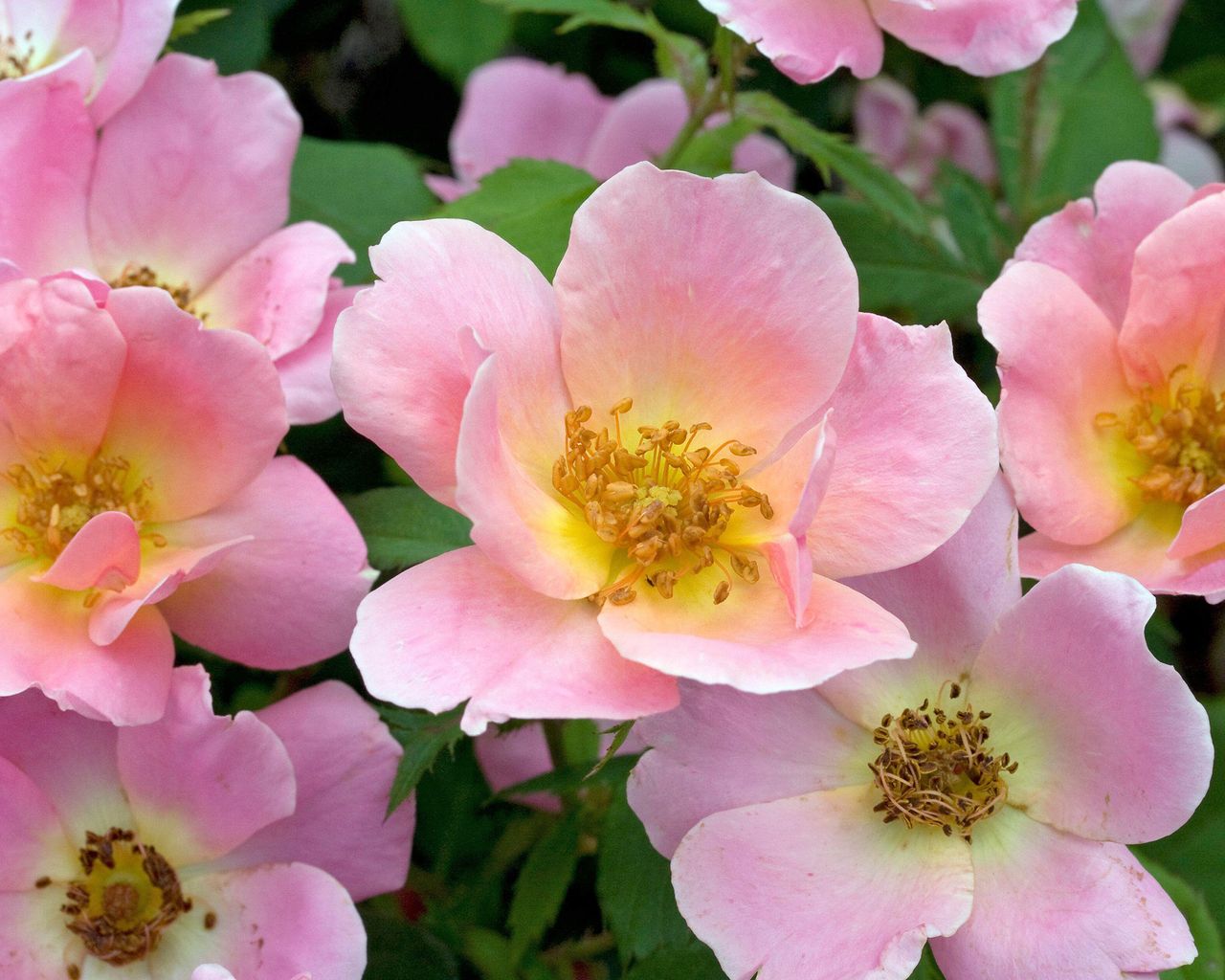 When To Prune Roses: The Best Timing For Every Variety | Gardening Know How