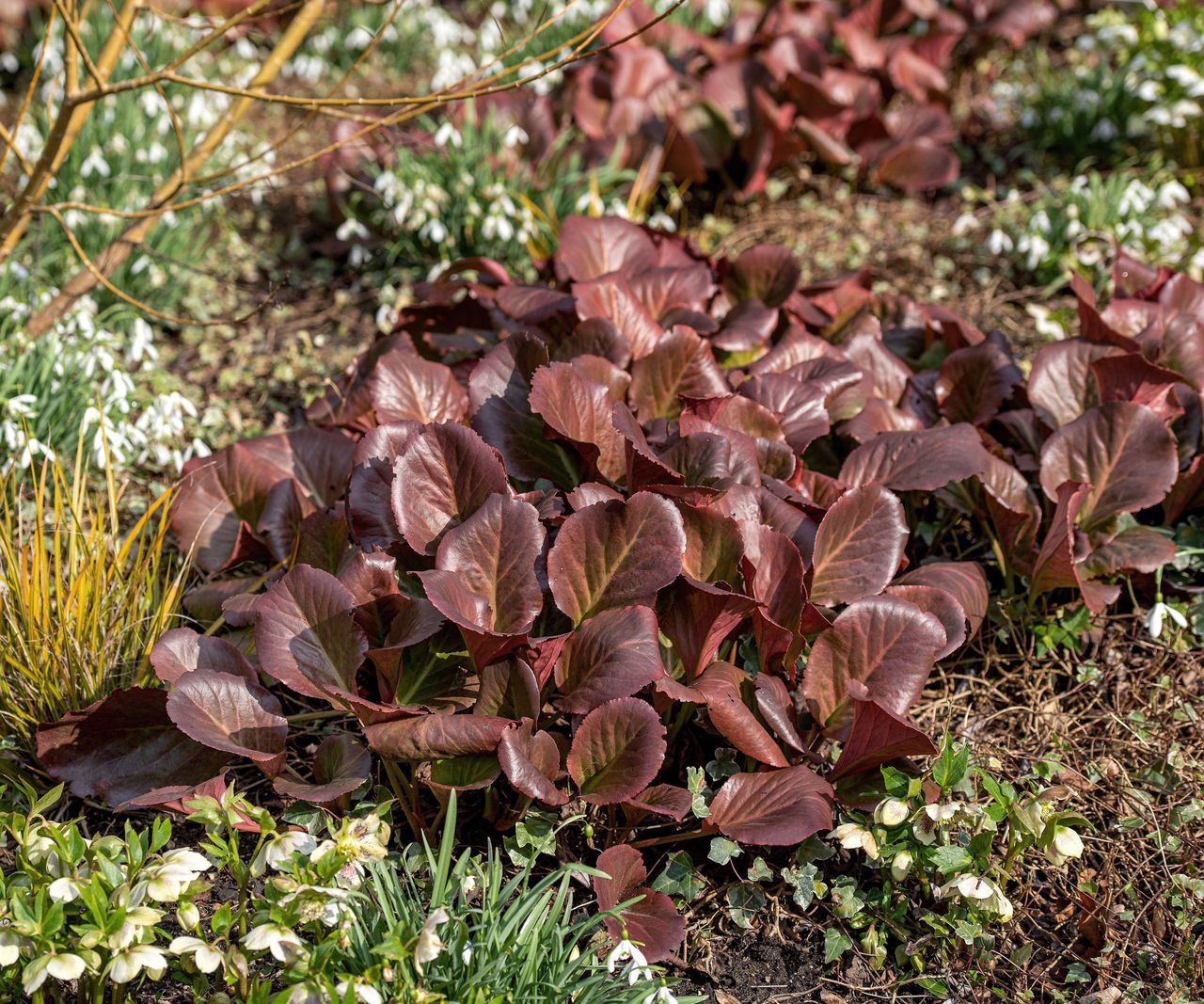 Types of bergenia: 15 varieties for shade and sun | Homes and Gardens