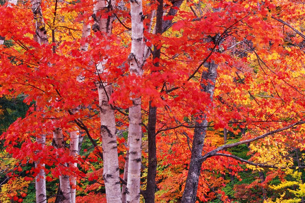 Trees with white bark: 10 varieties to bring contrast | Homes and Gardens