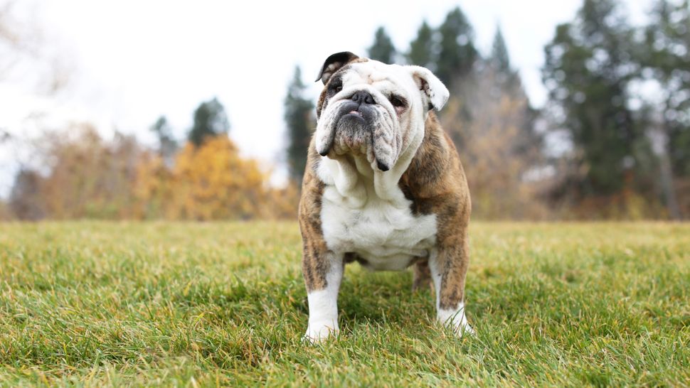32 dog breeds that are the biggest droolers | PetsRadar