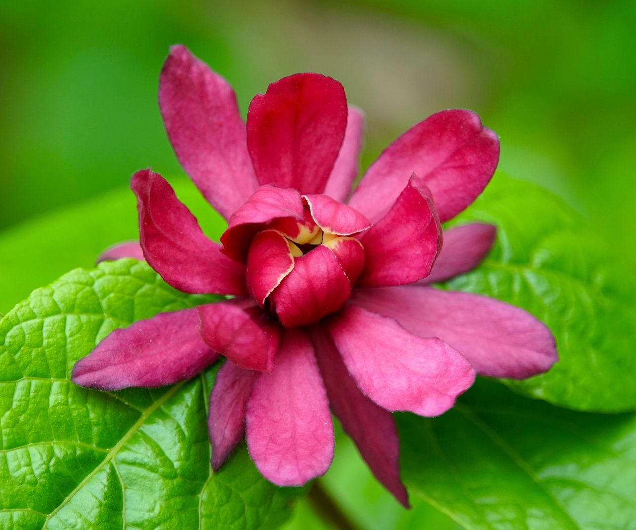 Too Good To Be Forgotten: 8 Best Underrated Plants To Try | Gardening ...