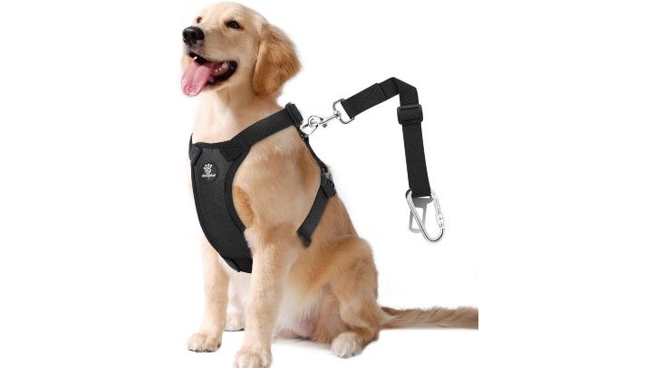 How to put a dog harness on (by harness type) | PetsRadar