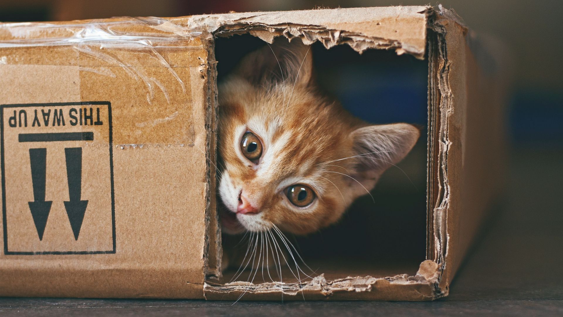 Why do cats like to be in boxes? Expert explains 4 reasons for this ...