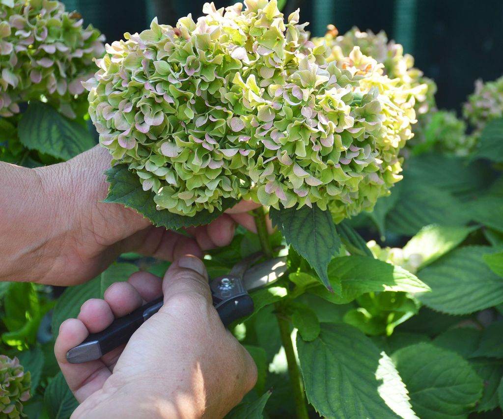Cut hydrangea care: Martha Stewart and other experts' tips | Homes and ...