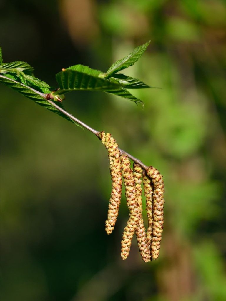 Sweet Birch Tree Facts: Sweet Birch Uses And Benefits | Gardening Know How