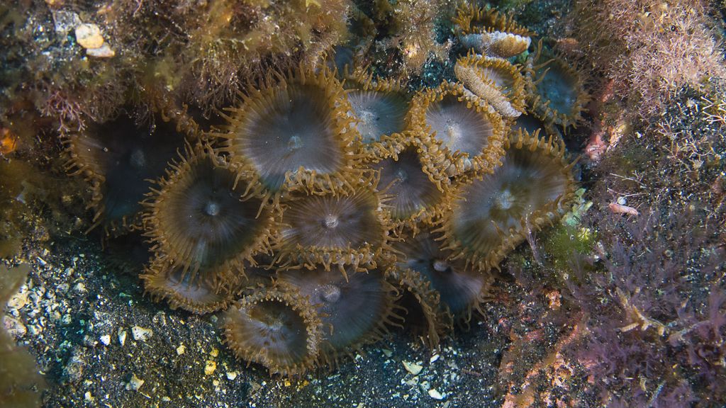 32 unusual poisonous animals | Live Science