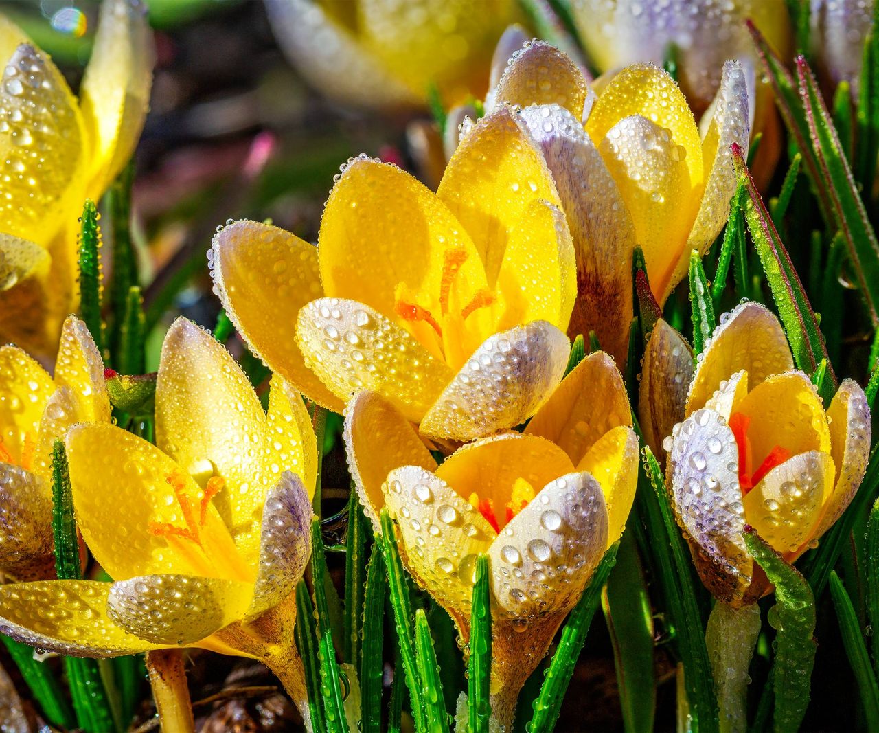 The Ultimate Crocus Growing Guide | Gardening Know How