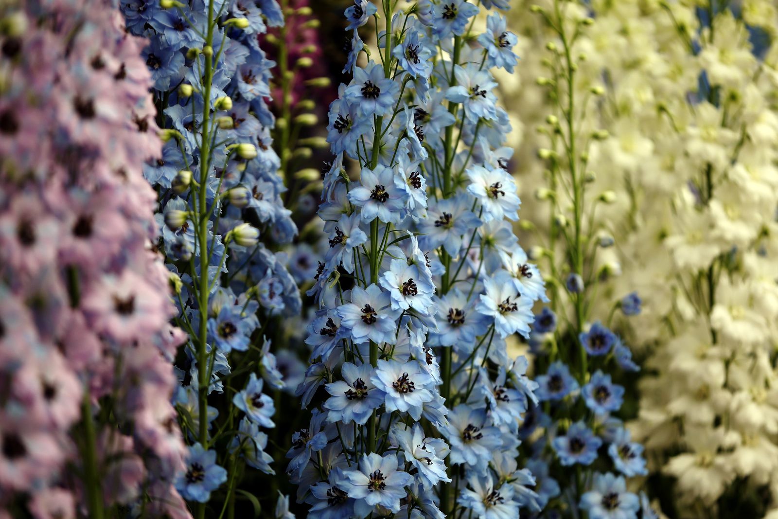 How to grow delphiniums: add these showstoppers to your plot | Gardeningetc