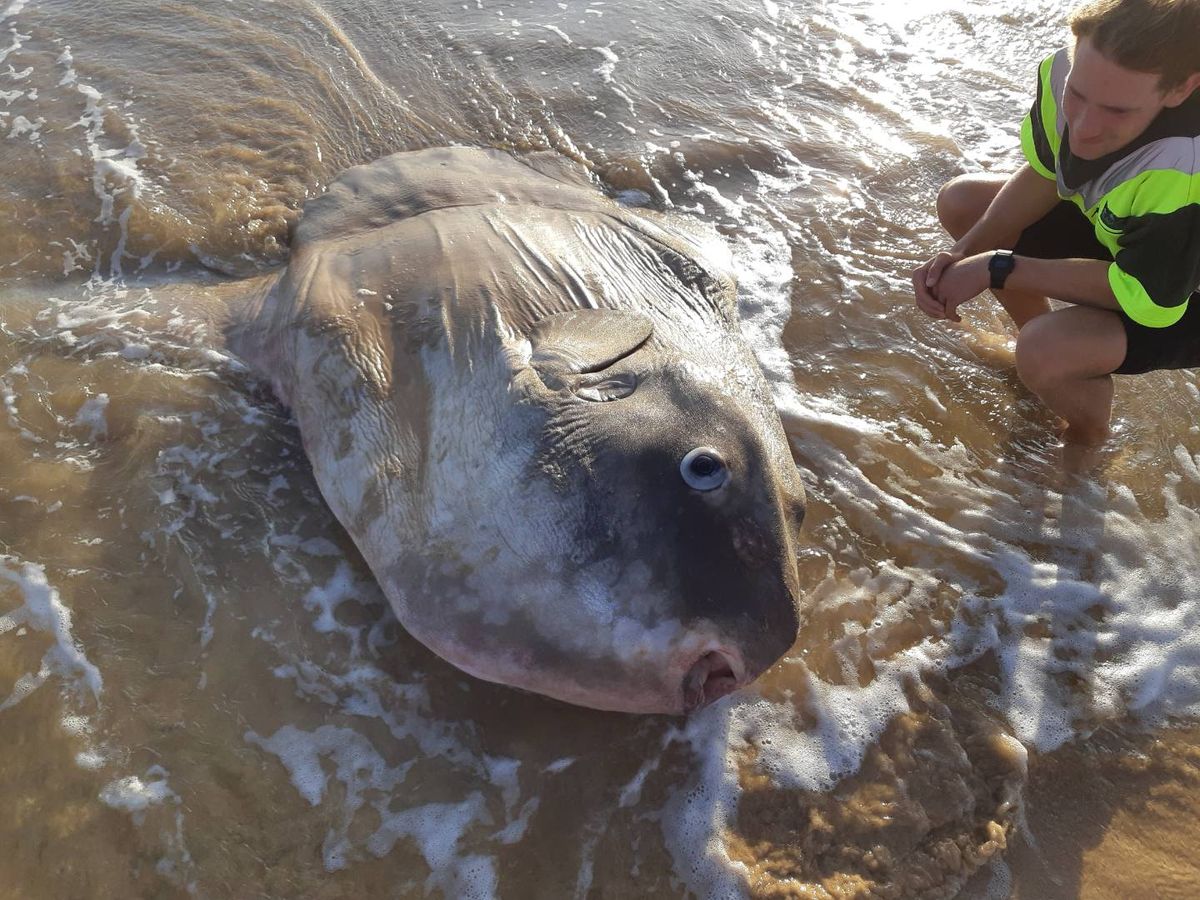 Giant, Weird-Looking Fish With 'Startled' Eyes Washes Up on Aussie ...