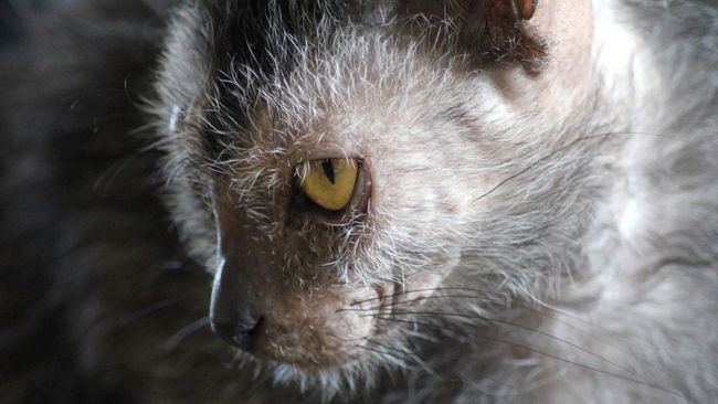 What is a werewolf cat? | PetsRadar