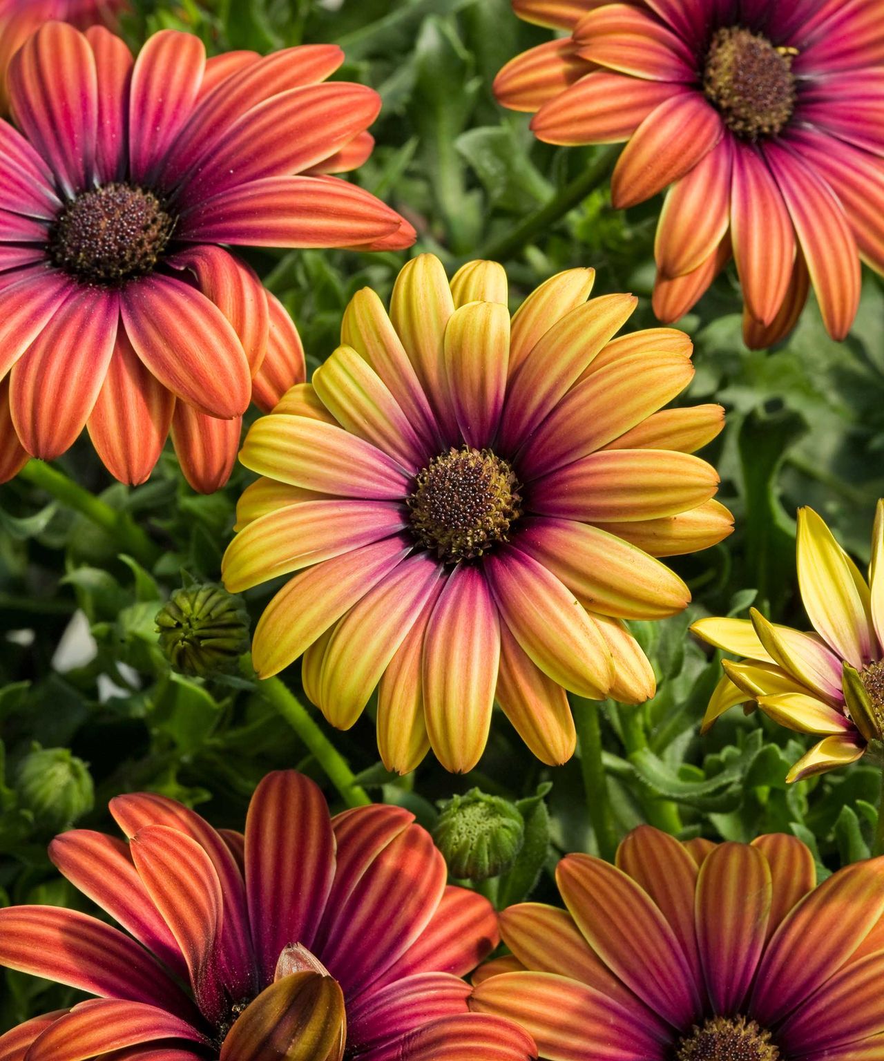Flowers for pots in full sun – 10 cheerful choices | Homes and Gardens