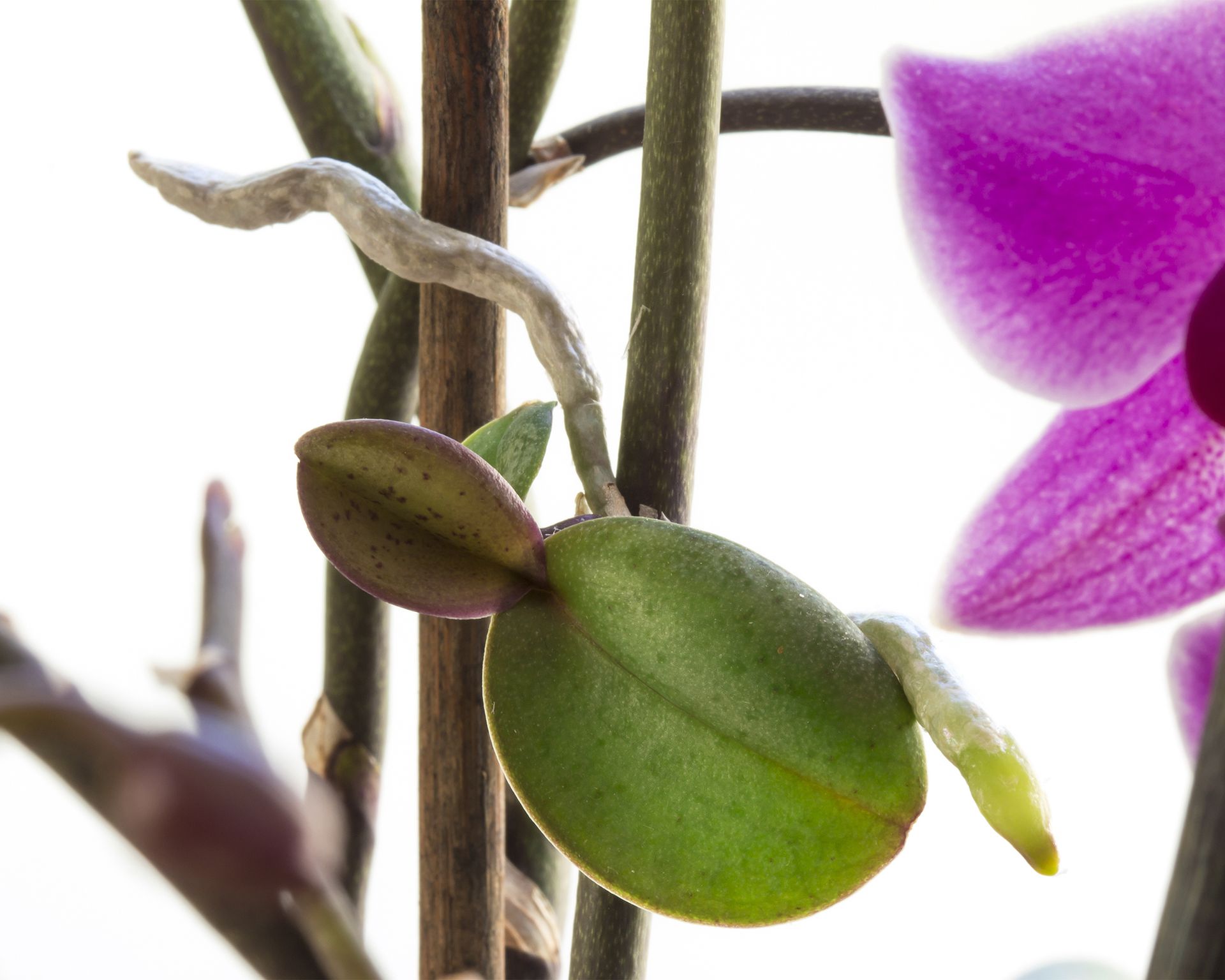 How To Propagate Orchids: 4 Methods To Grow Your Collection | Gardening ...
