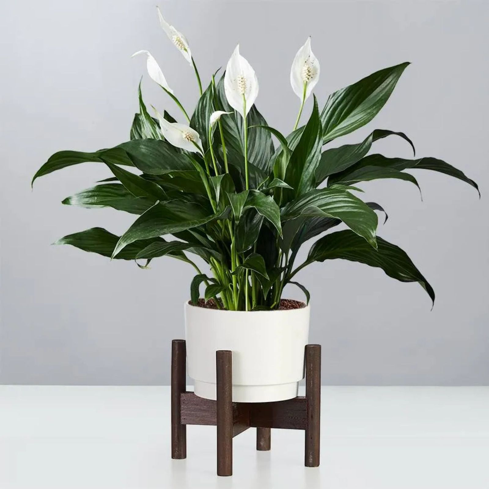 12 of the best indoor plants to suit any room in your home | Homes and ...