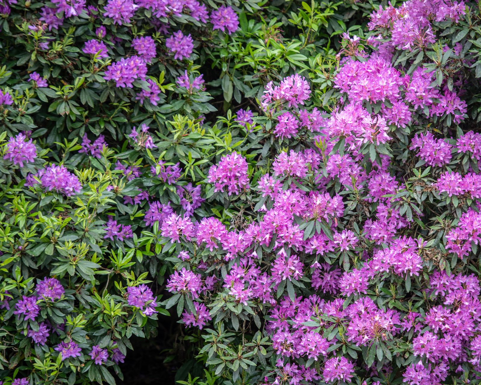 How to prune rhododendrons for the best results | Homes and Gardens