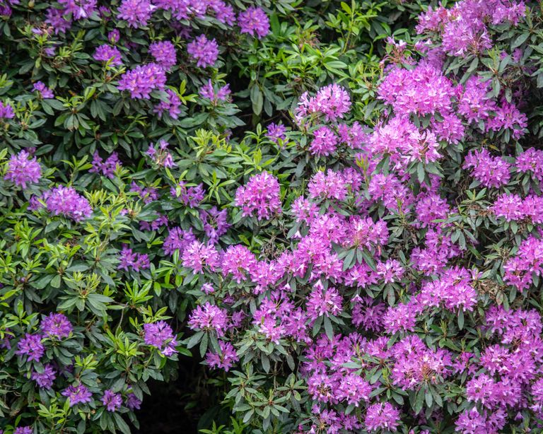 How to prune rhododendrons for the best results | Homes and Gardens