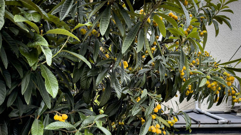 How and When to Prune a Loquat Tree for the Best Fruits | Homes and Gardens