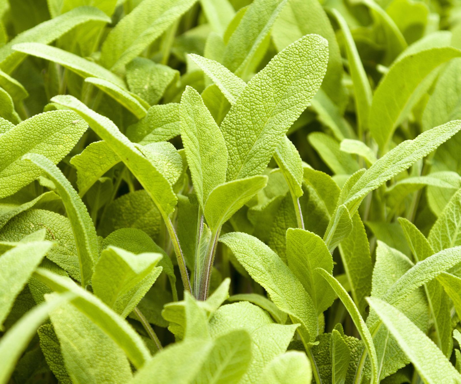 Best mouse repellent plants: 7 natural deterrents | Homes and Gardens