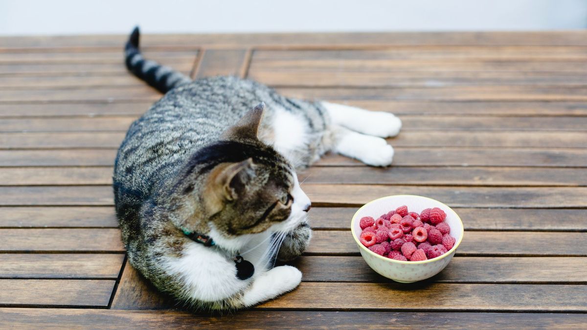 32 surprising foods cats can eat | PetsRadar