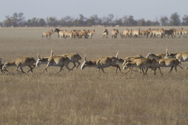 Photos: A Mass Die-off of Endangered Antelope | Live Science