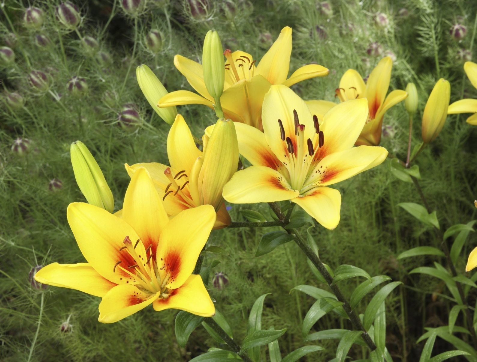 Transplanting Lily Bulbs - Tips On How And When To Move Lilies In The ...