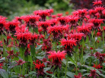 5 plants that actually thrive during fall | Livingetc