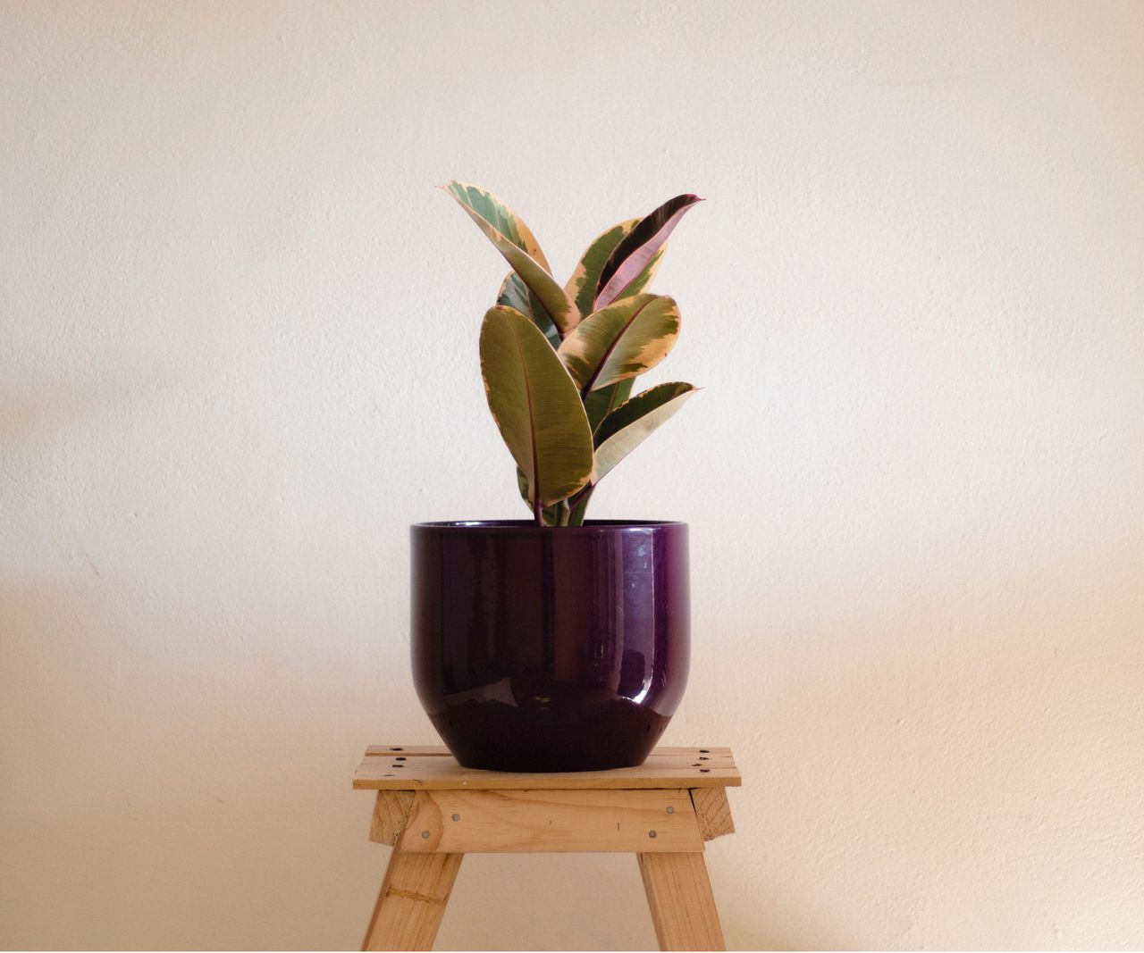 Baby rubber plant care: 5 expert tips for this small plant | Homes and ...