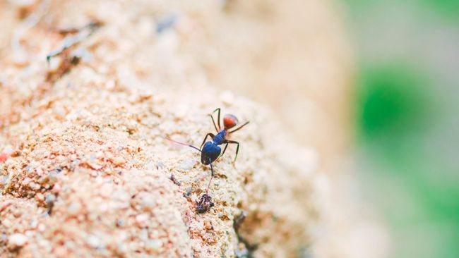 25 best first pets for children | PetsRadar