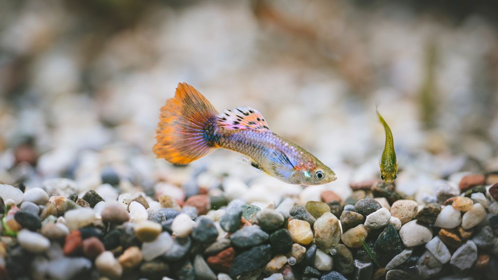 Types of freshwater fish for pets you can keep at home | PetsRadar