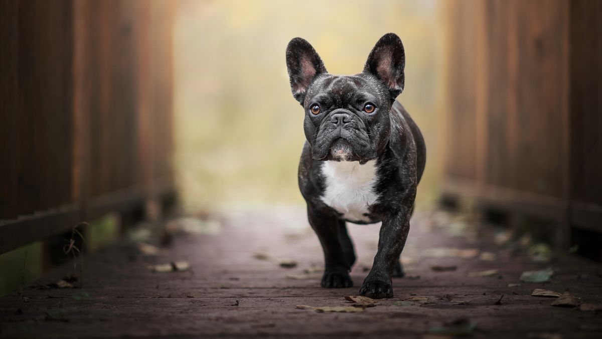 Most popular dog breeds in the USA | PetsRadar
