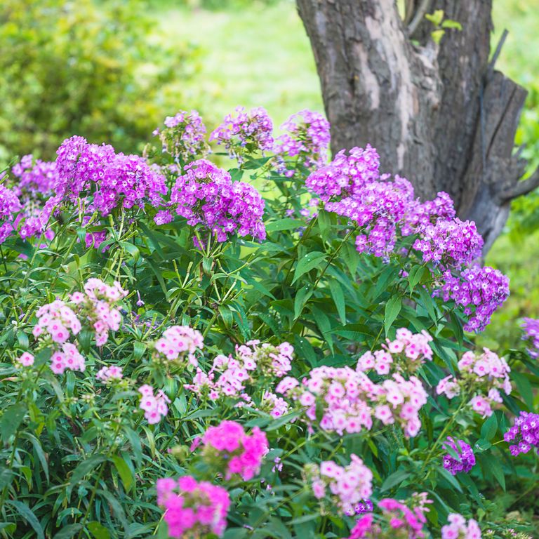Grow These Fabulous Phlox Varieties For Beds, Borders & Pots ...