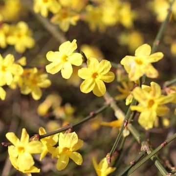 How to grow winter jasmine: expert advice | Homes and Gardens
