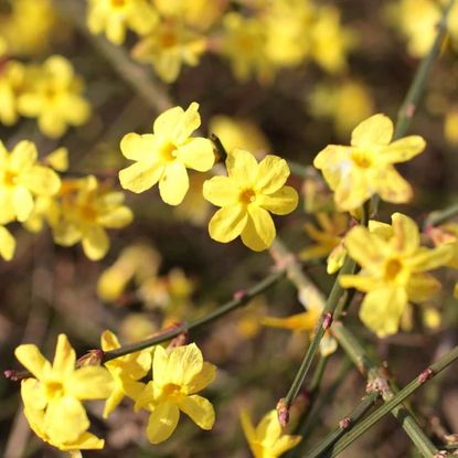 How to grow winter jasmine: expert advice | Homes and Gardens