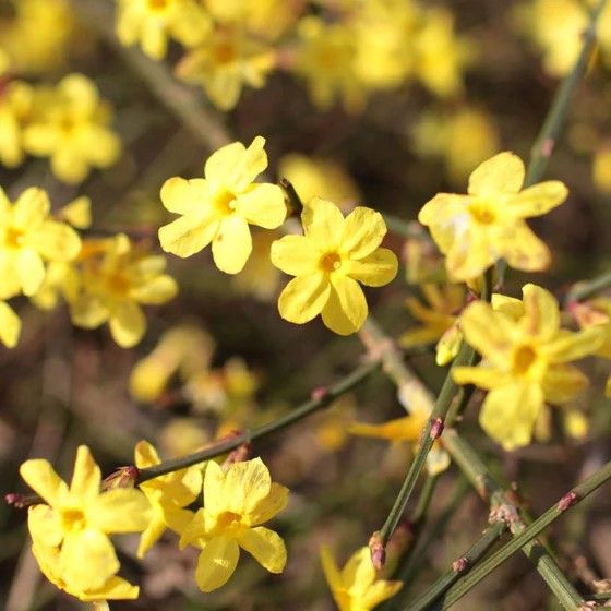 How to grow winter jasmine: expert advice | Homes and Gardens