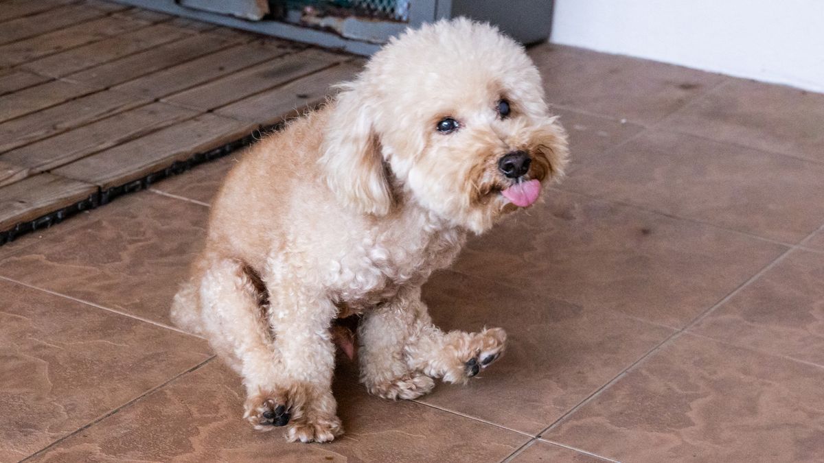 Trainer shares 4 simple reasons why your dog is scooting | PetsRadar