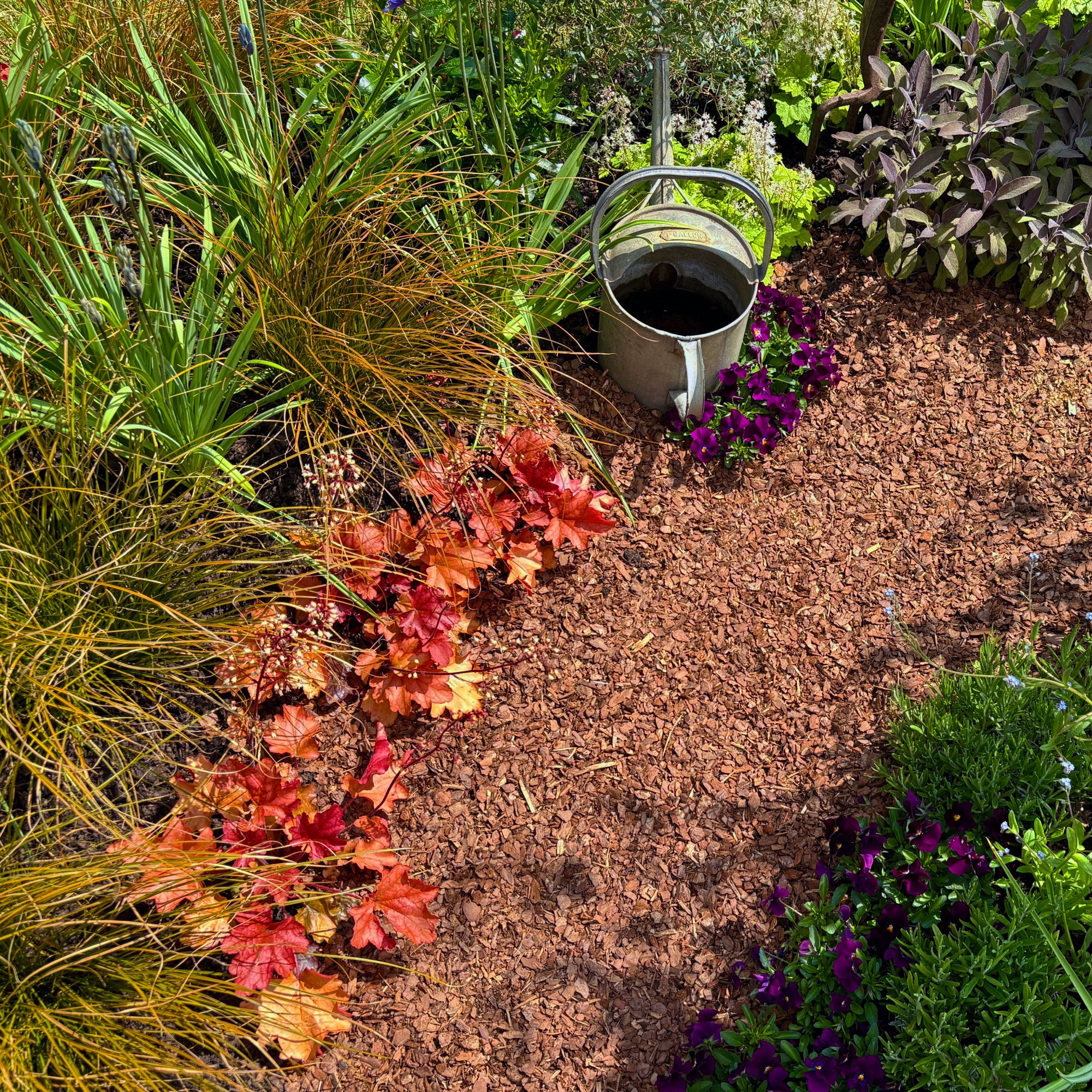 6 Low-Water Plants to Soften Hard Landscaping in Your Garden ...