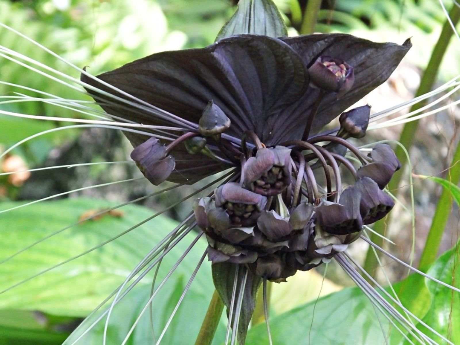Growing Bat Flowers From Seed - Learn About Bat Flower Seed Germination ...