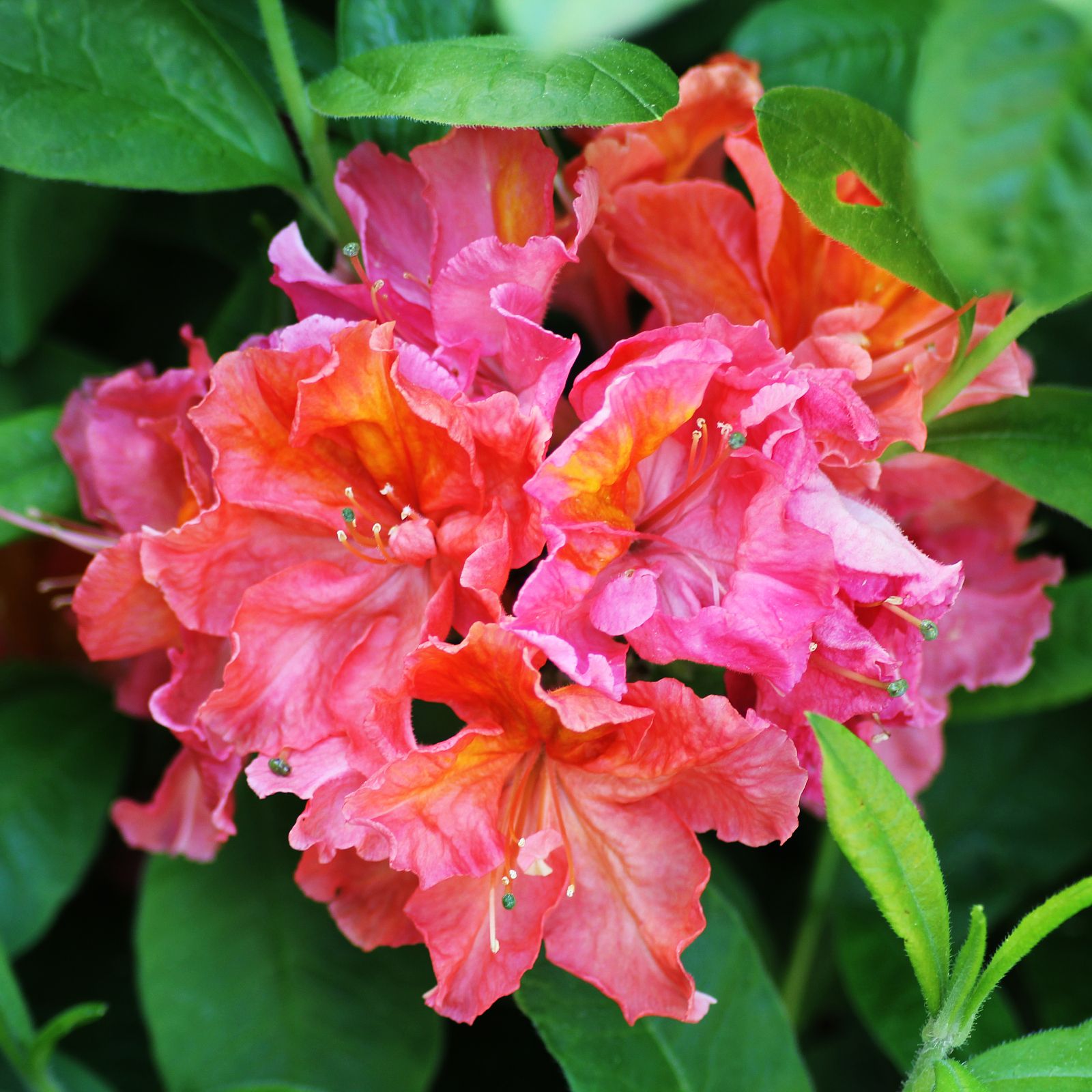 Tips & Information about Azaleas | Gardening Know How