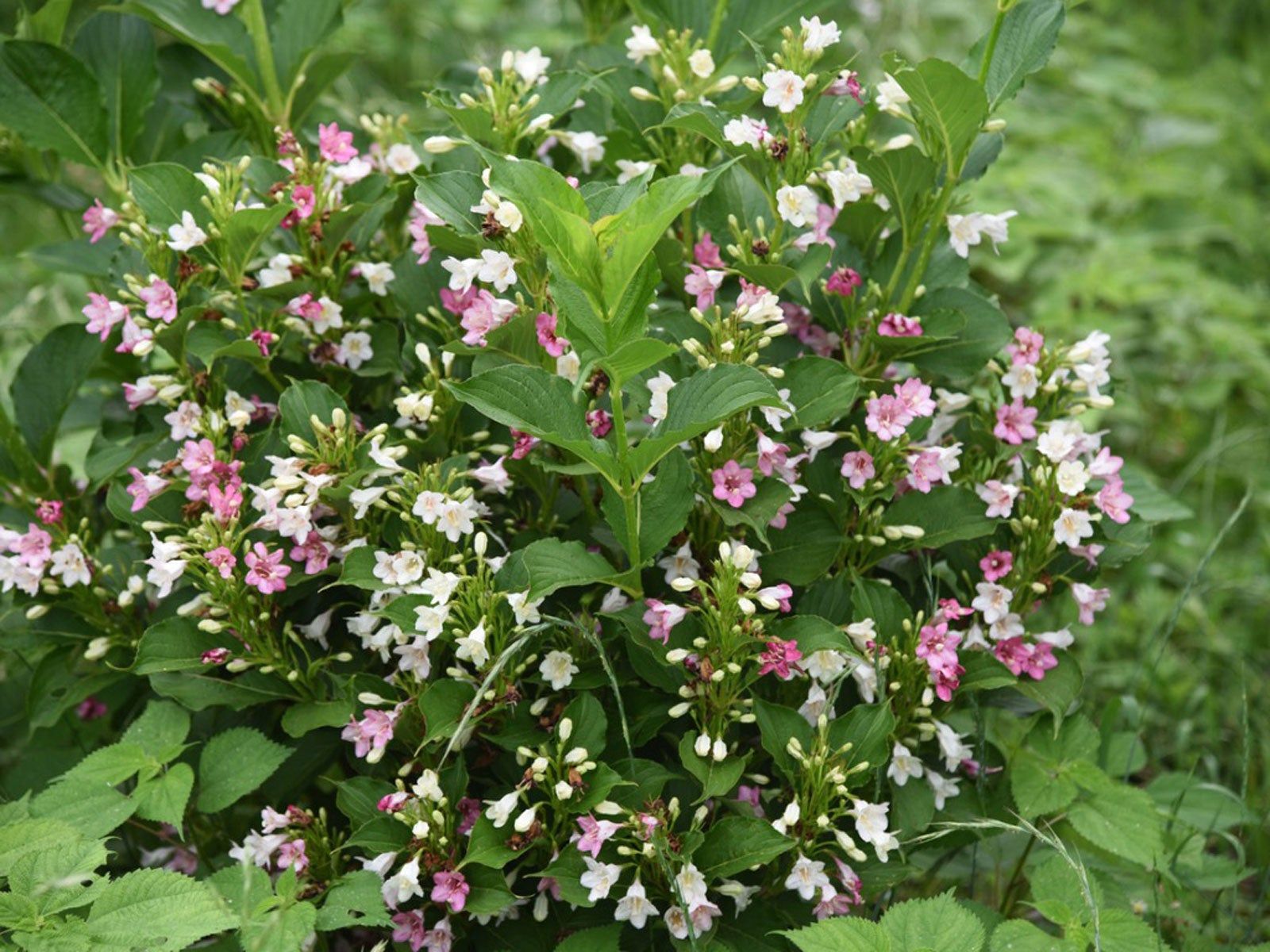 Weigela Tree Transplant – How And When To Transplant Weigela Bushes ...