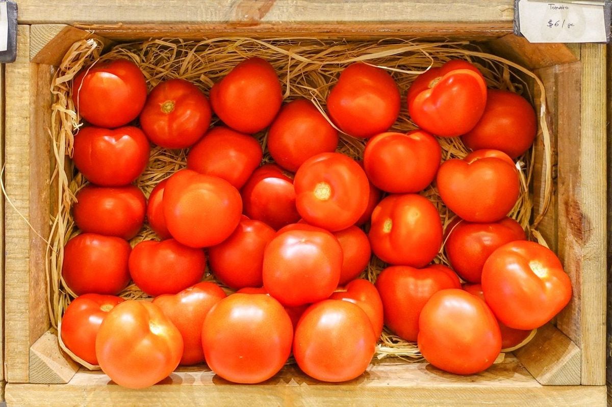 What Is A Long Keeper Tomato - Learn About Long Keeper Tomato Care ...