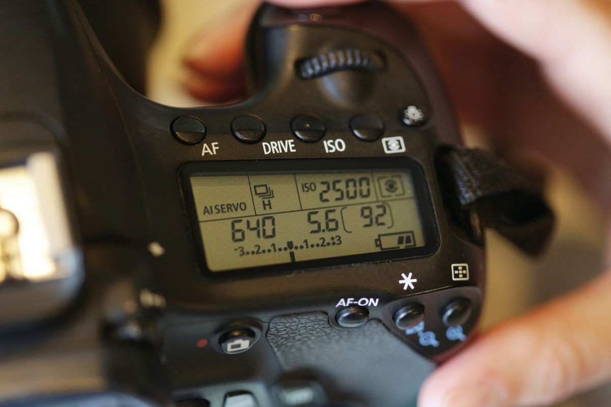 Home photography ideas: Bird photos from your kitchen window! | Digital ...