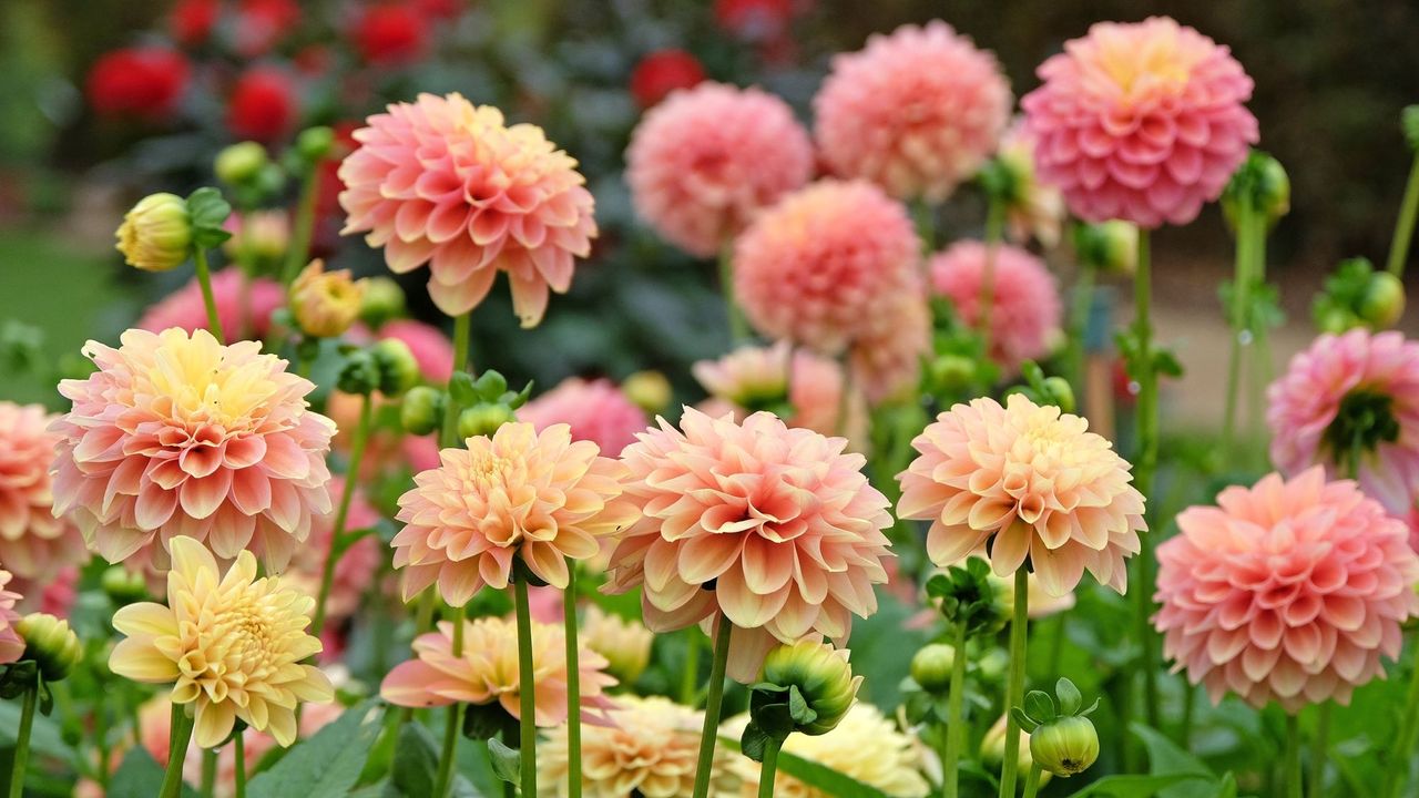 5 Trending Flower Varieties for an Instant Garden Upgrade | Gardening ...