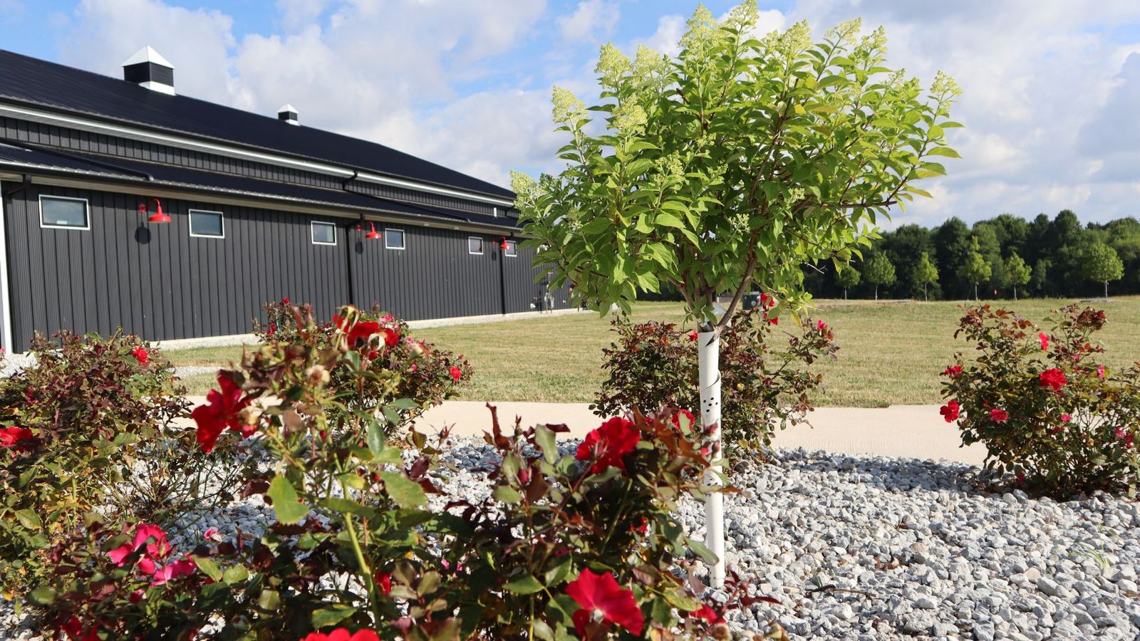 Tree Hydrangea Information - Tips On Caring For Tree Hydrangea Plants ...