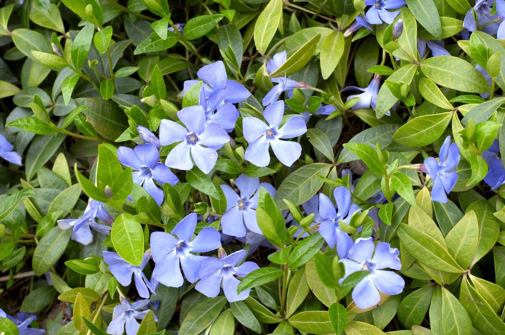 Periwinkle Weed Control - How To Remove Periwinkle Ground Cover ...
