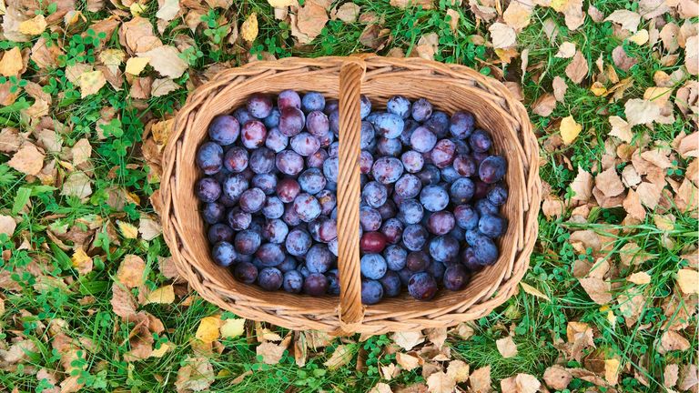 Types of plum trees: 12 varieties for a fruitful harvest | Homes and ...