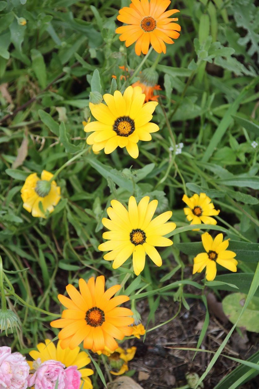 Cape Marigold Care: Learn About Dimorphotheca Cape Marigolds In Gardens ...