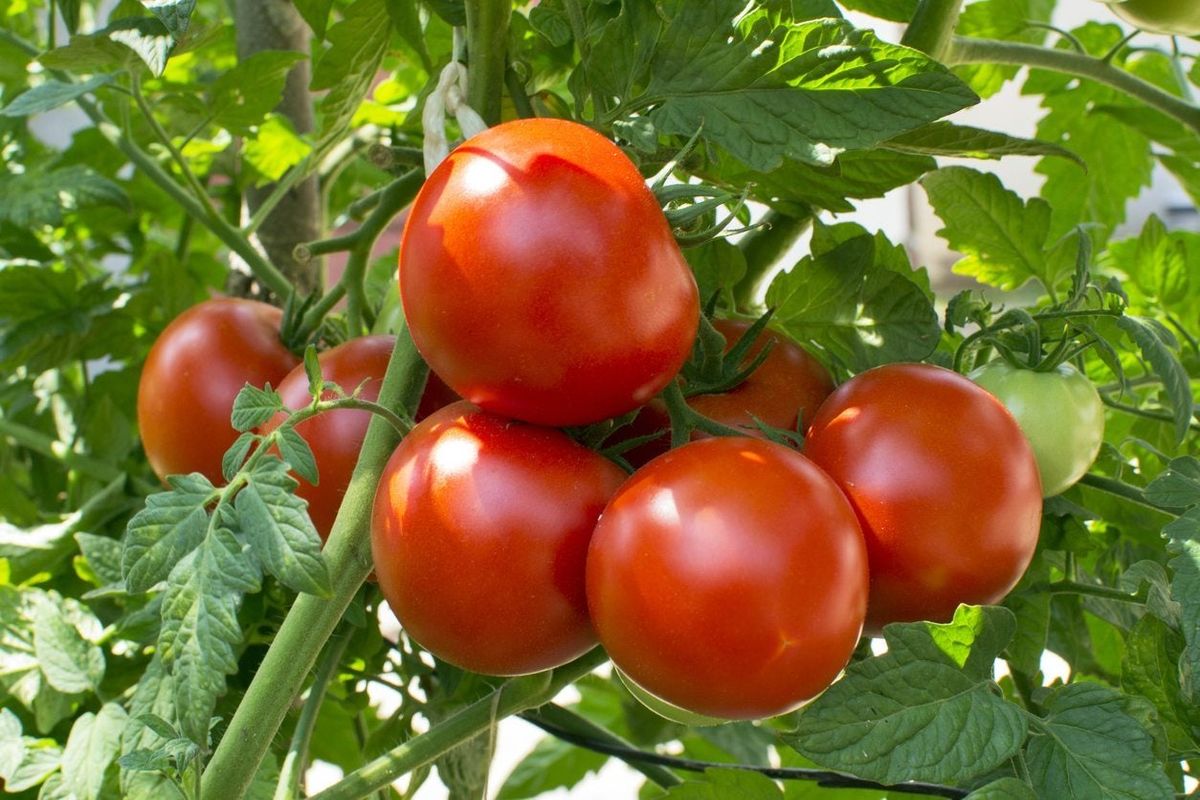 What Are Main Crop Tomatoes: Learn About Growing Mid-Season Tomatoes ...