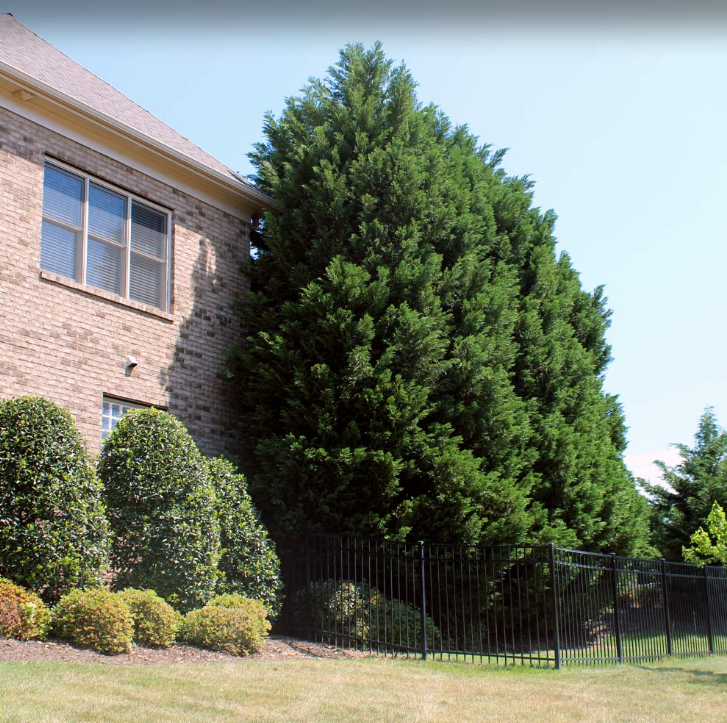 Privacy trees for small backyards – 8 tall varieties to try | Livingetc