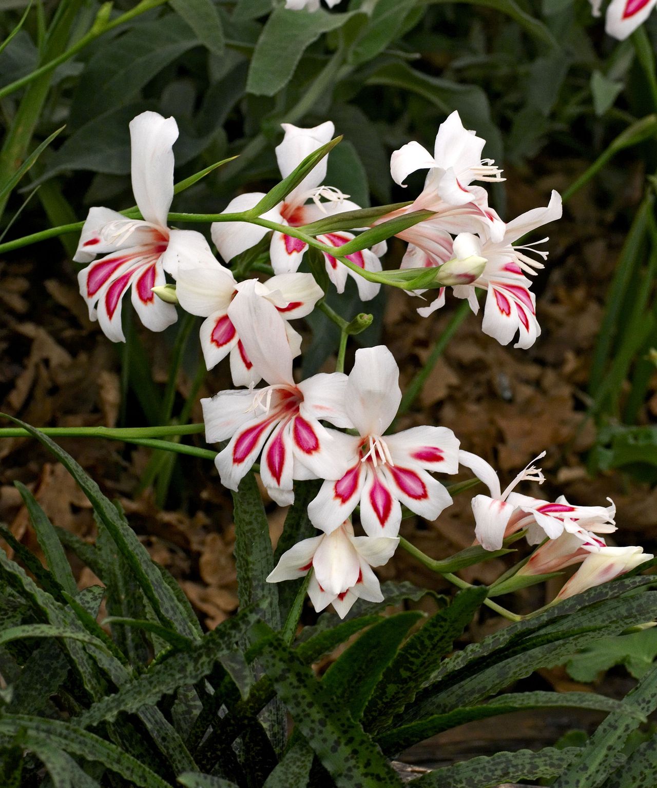 Types of gladioli: 12 varieties for color and flamboyance | Homes and ...